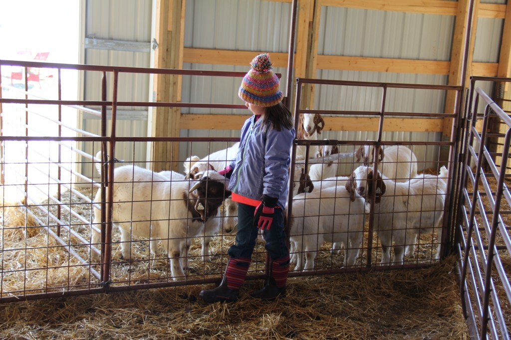 Goat Kids and Kid Kids | Meanwhile, back at the ranch…