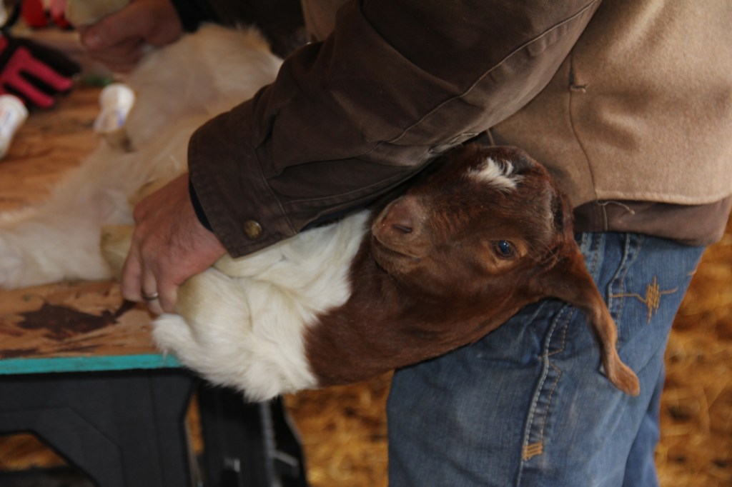 Goat Kids and Kid Kids | Meanwhile, back at the ranch…