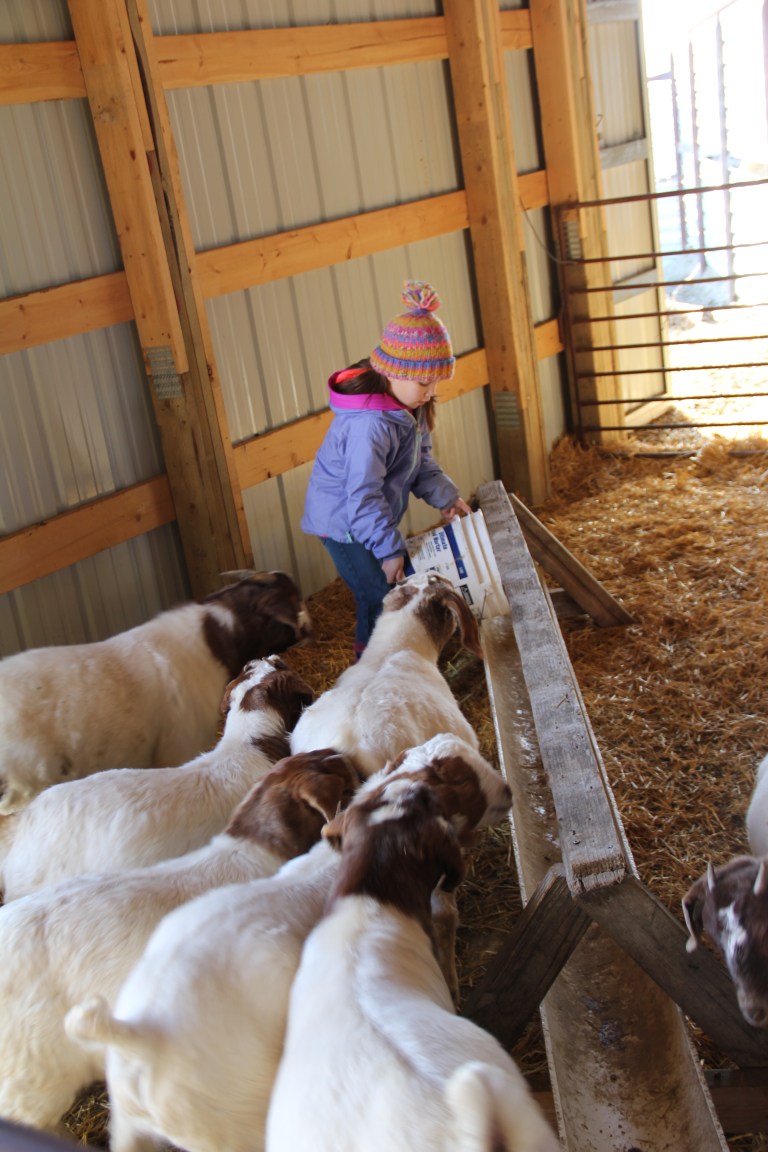 Goat Kids and Kid Kids | Meanwhile, back at the ranch…