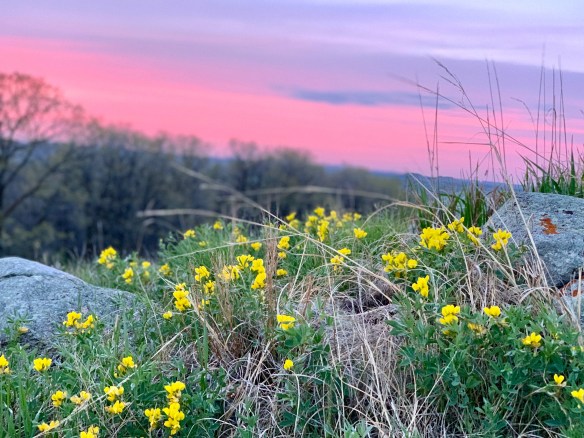 “Prairie Princess” Children’s Book Release | Meanwhile, back at the ranch…