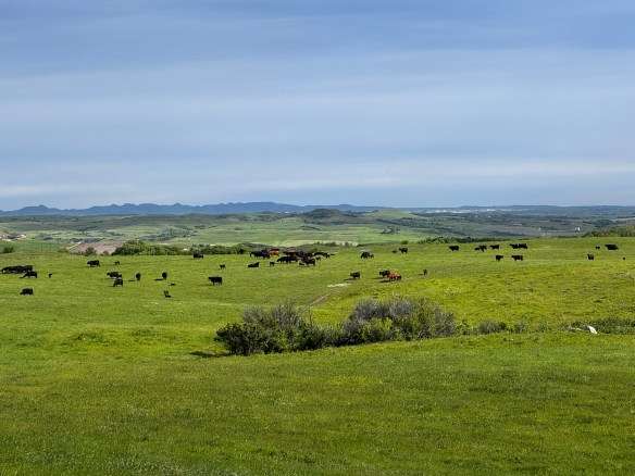 Meanwhile, back at the ranch… | music, poetry, musings, photography and ...